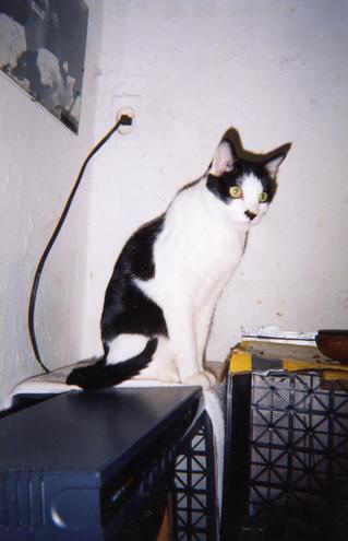 Hitler cats – Improbable Research