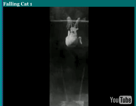 Falling cats (video) – Improbable Research