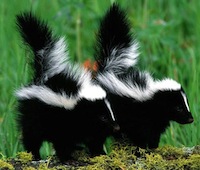 Skunks for students