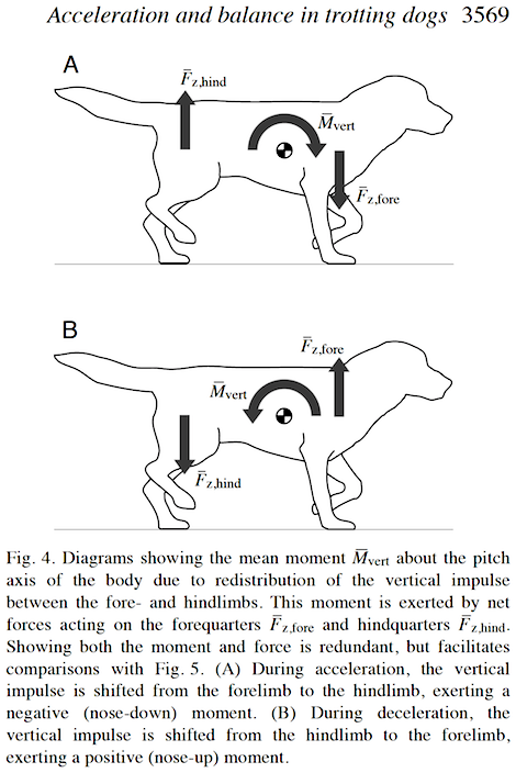 Tools for teaching physics: Angular momentum dog
