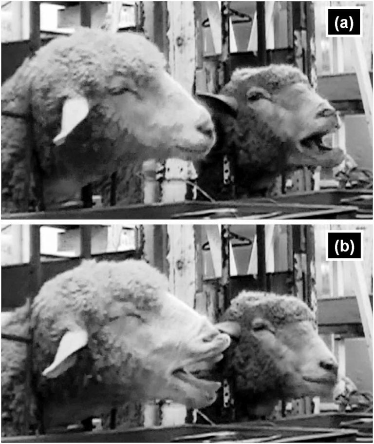 Sheep Also Yawn (contagiously)