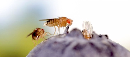 Hows and Whys of There’s a Fly in My Wine – Improbable Research