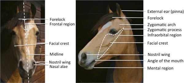 Facial Action Units for horses [study] – Improbable Research