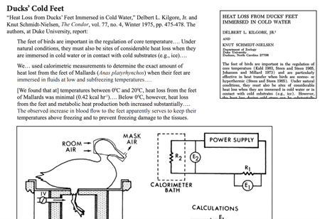 Duck Body Parts – Improbable Research