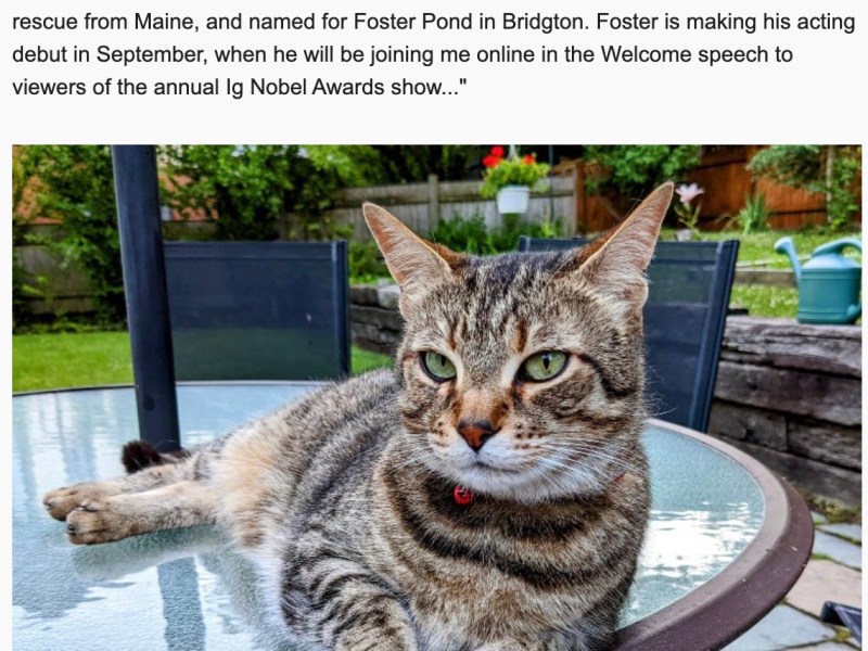 A Most Welcoming Cat