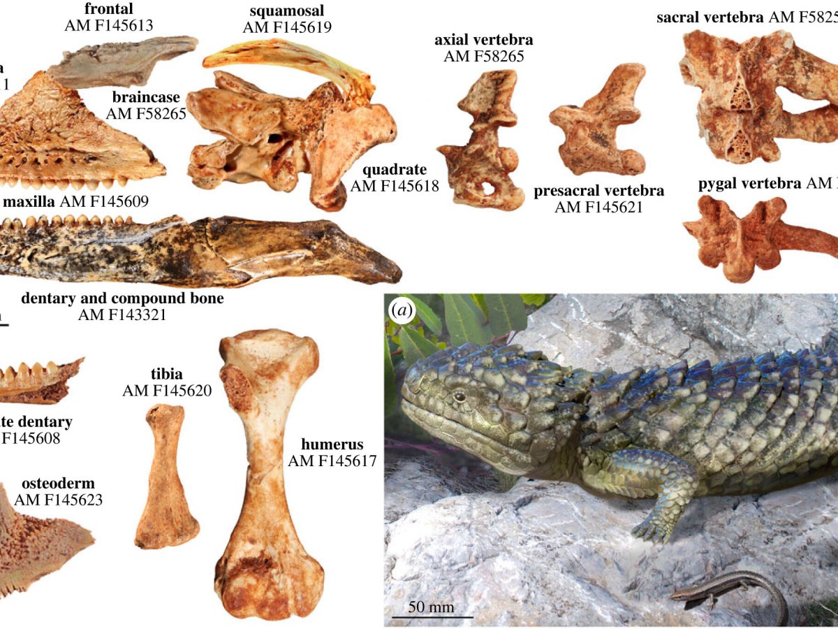 Headline about an extinct skink