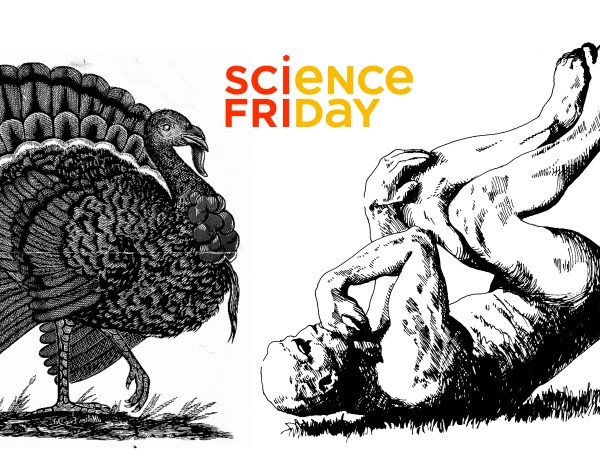 Science Friday day-after-Thanksgiving Ig Nobel Prize highlights broadcast