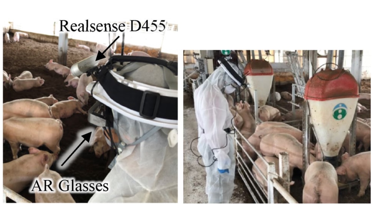 Estimating Pig Weight, with Augmented Reality Glasses – Improbable Research